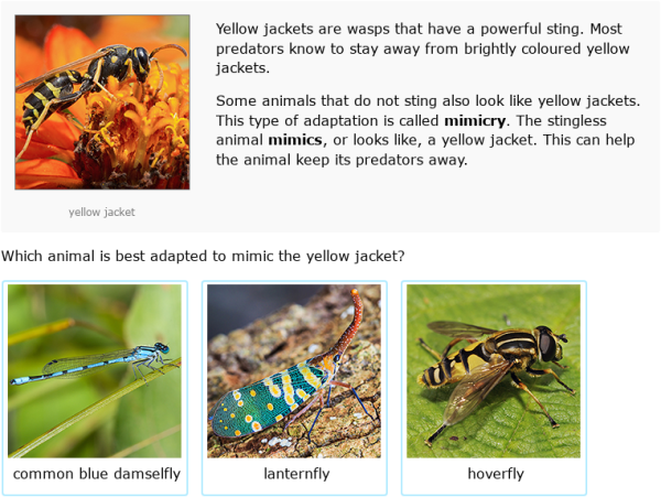 IXL | Animal adaptations: skins and body coverings | Grade 6 science