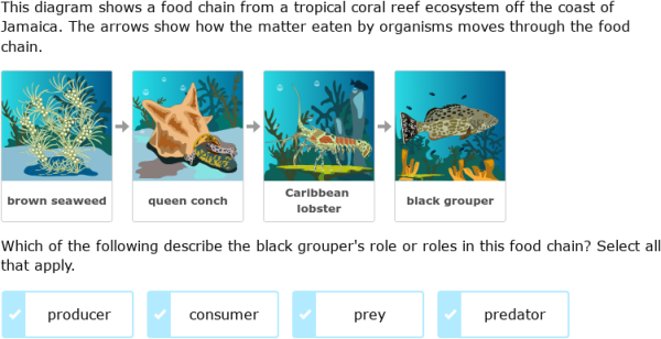 IXL | Identify roles in food chains | Grade 4 science