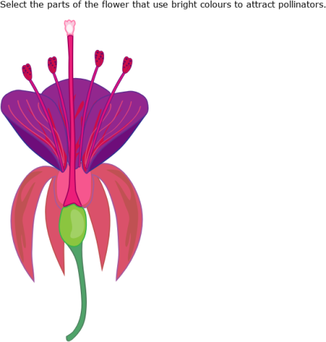 IXL | Identify flower parts and their functions | Grade 3 science