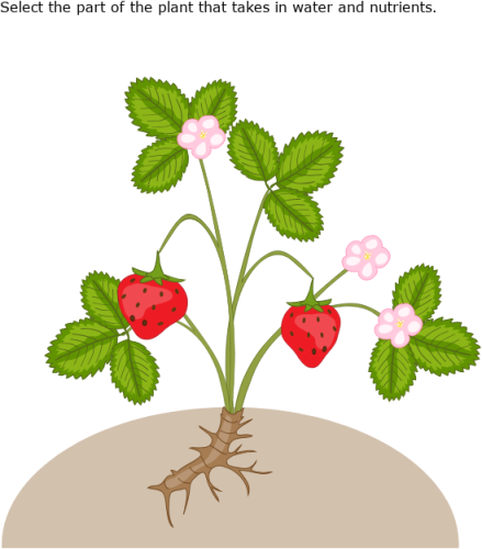 Ixl Identify Plant Parts And Their Functions 5th Grade