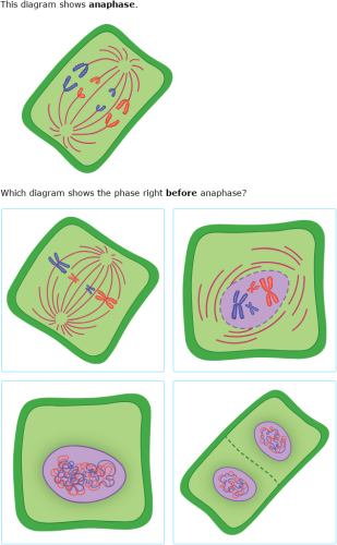IXL | Describe phases of mitosis and the cell cycle | Grade 10 science