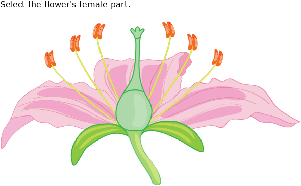 IXL | Identify flower parts and their functions | Grade 7 science