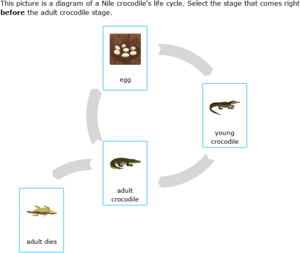 IXL | Read animal life cycle diagrams | Grade 2 science