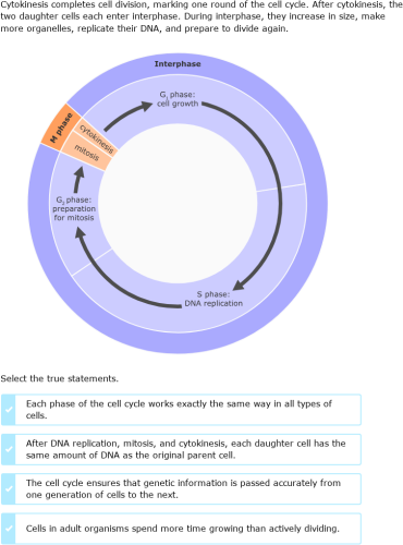 IXL | The cell cycle | Grade 10 science