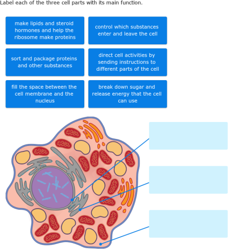 IXL | Animal cell diagrams: label parts | Grade 10 science