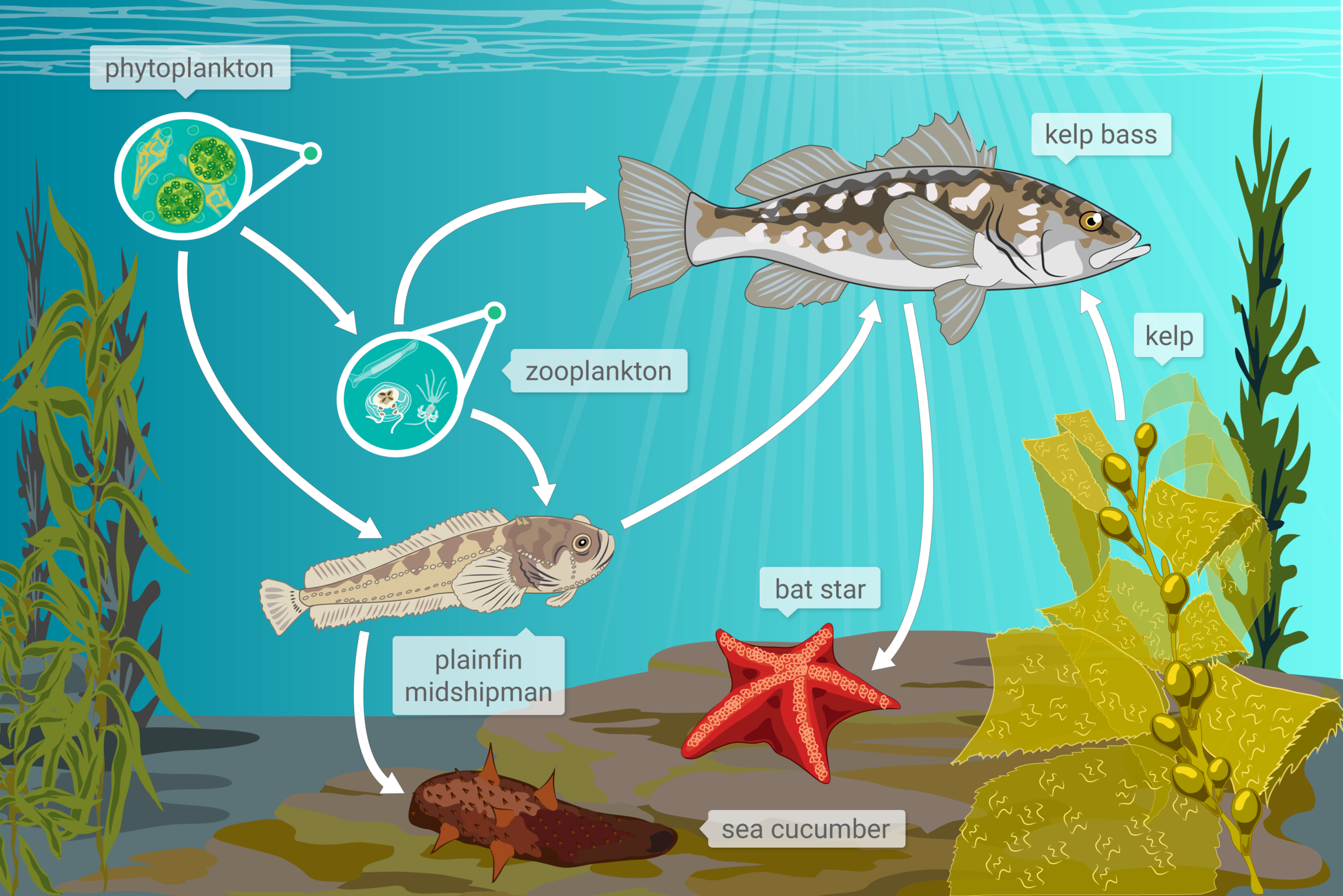 Sea Cucumber Food Chain